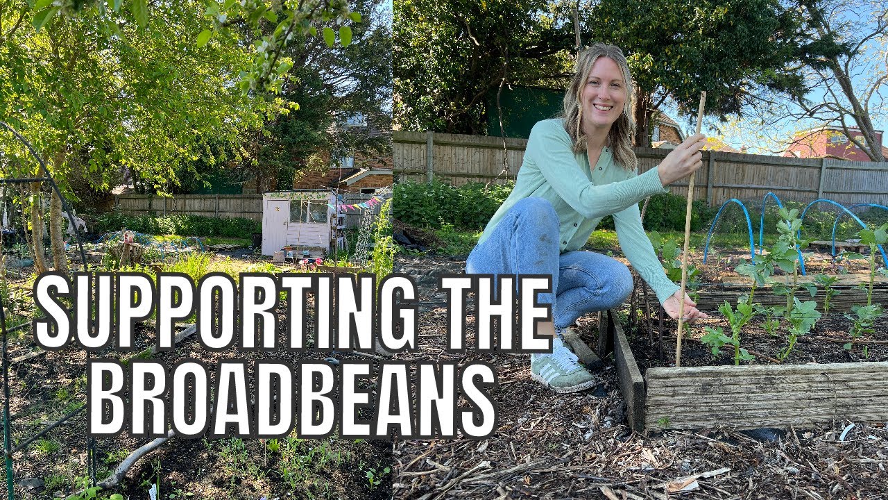 SUPPORTING BROADBEANS THE EASY WAY! / ALLOTMENT GARDENING FOR BEGINNERS ...