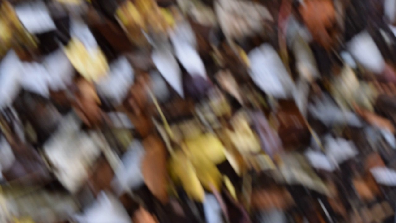 Testing Sound Effects (Rustling Leaves) - YouTube