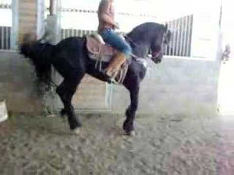 POTRILLO FRIESIAN BAILANDO - YouTube