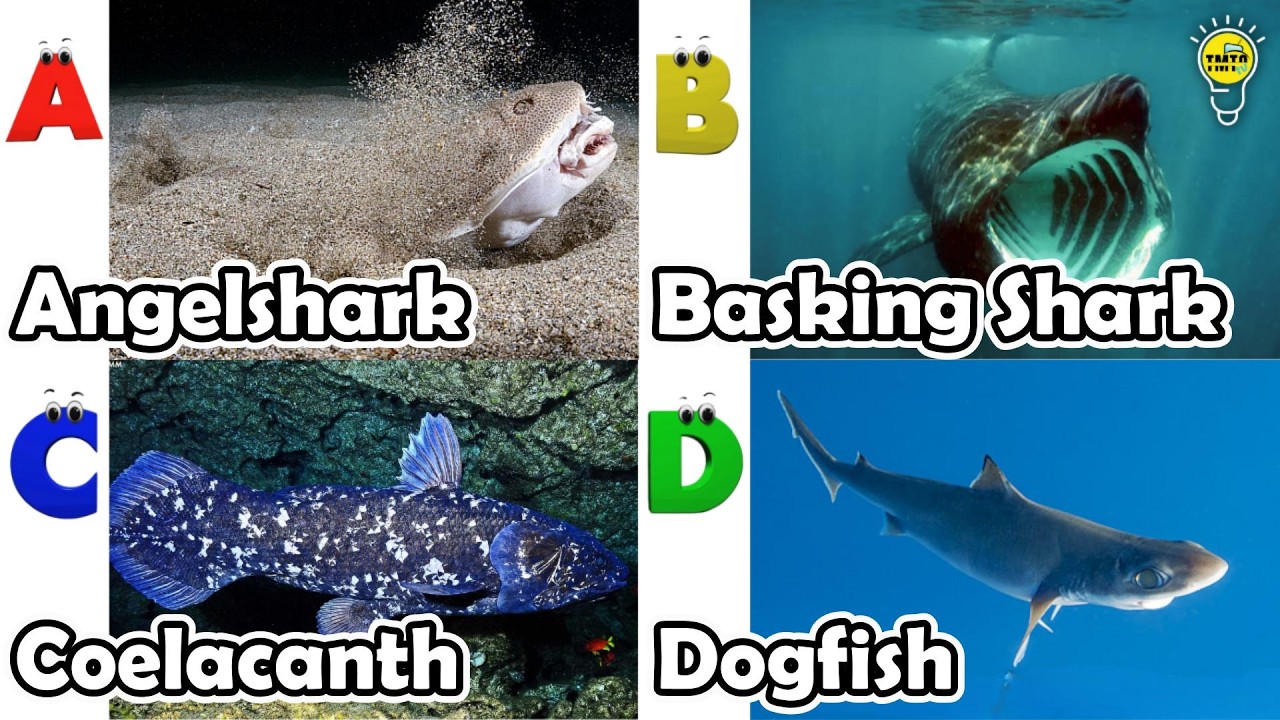 ABC phonics animals | ABC Sea Animals song | Alphabets Kids Song # ...