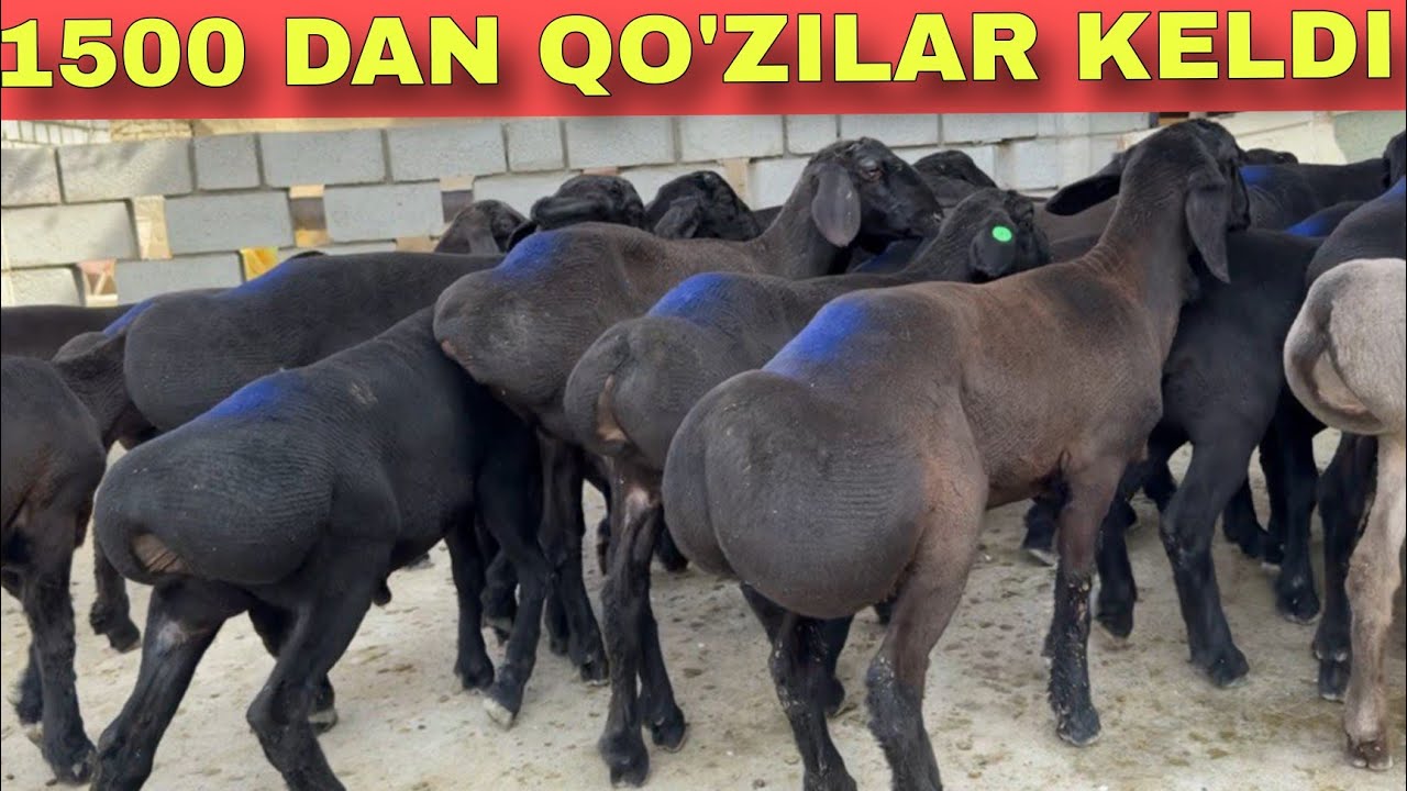 1500DAN QO'ZILAR KELDI YANGI PARTIYA ULGURMAGANLAR SHOSHILING - YouTube