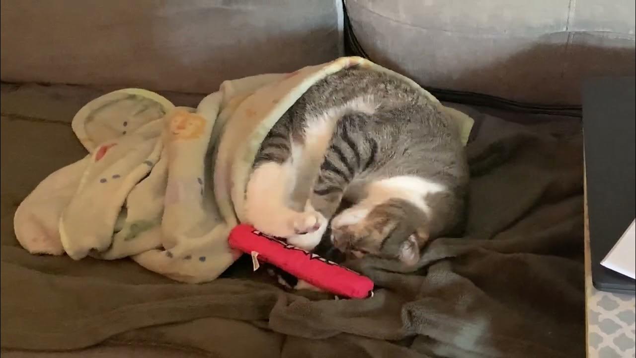 Mittens and her catnip toy - YouTube