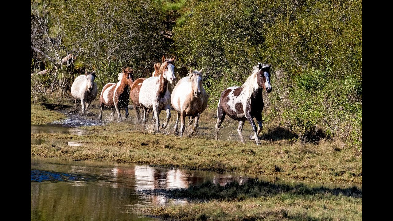 No. 27 - Chestnut Filly - 2020 Chincoteague Pony Auction - YouTube