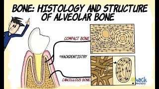 Alveolar Bone Scheme Illustrating The Steps Of Alveolar Bone Repair