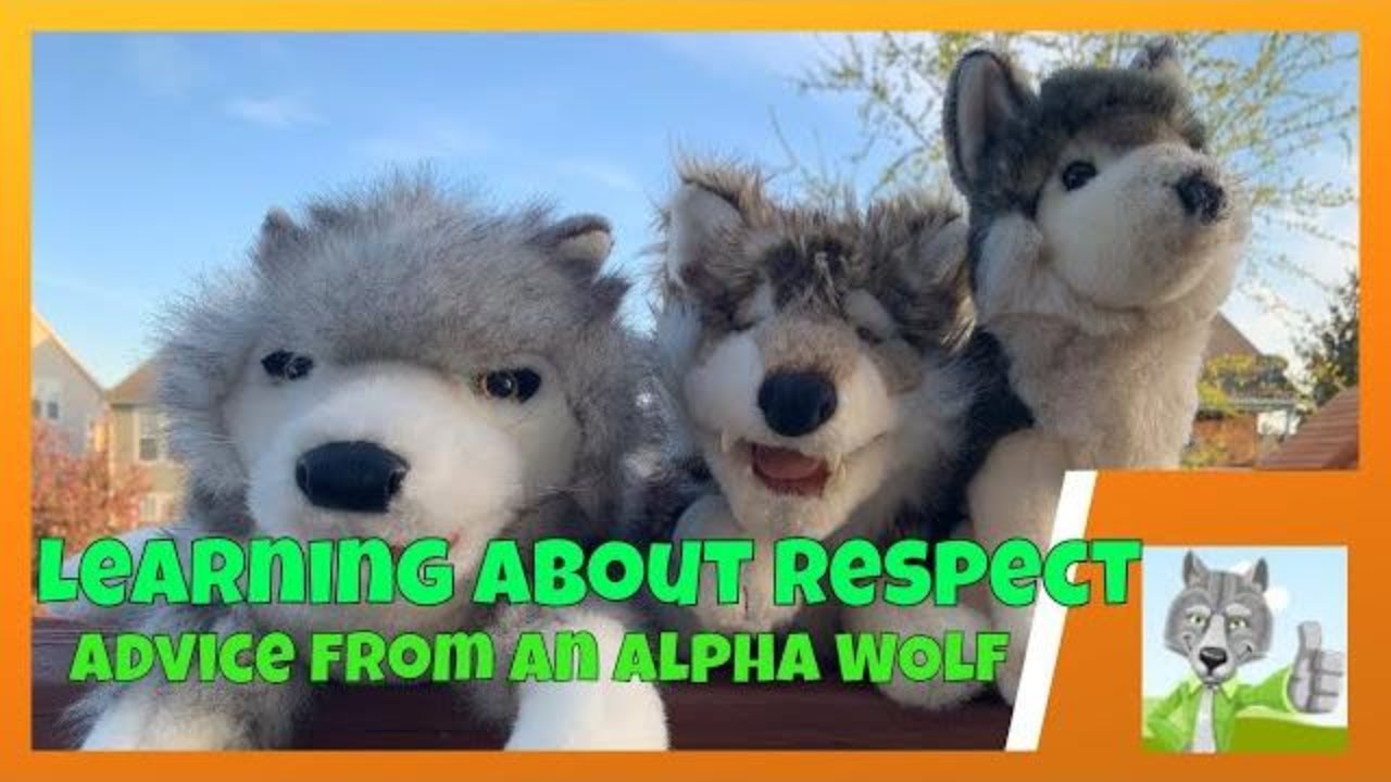 Learning about Respect: Advice from an Alpha Wolf - YouTube