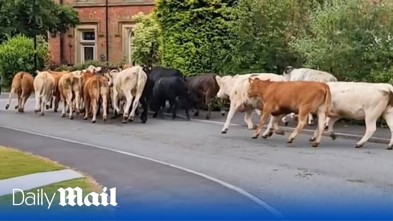 Moment herd of 45 cows push their way out of a field and go on a ...
