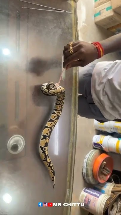 “The secrets of owning a Royal Ball Python🐍“ watch https://youtu.be ...