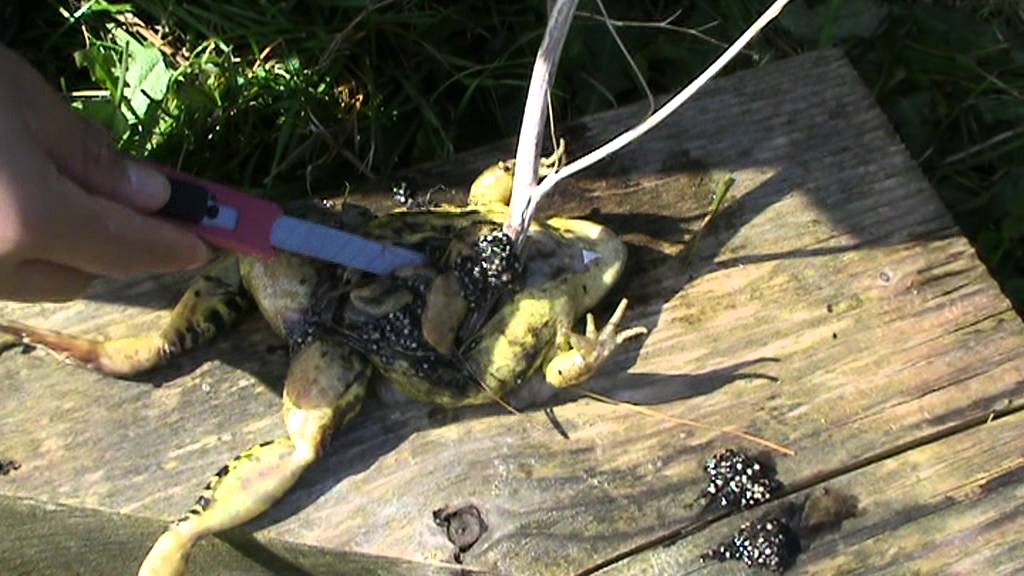 Kikker ontleden in onze Vroeg Vogels Tuinreservaat - YouTube