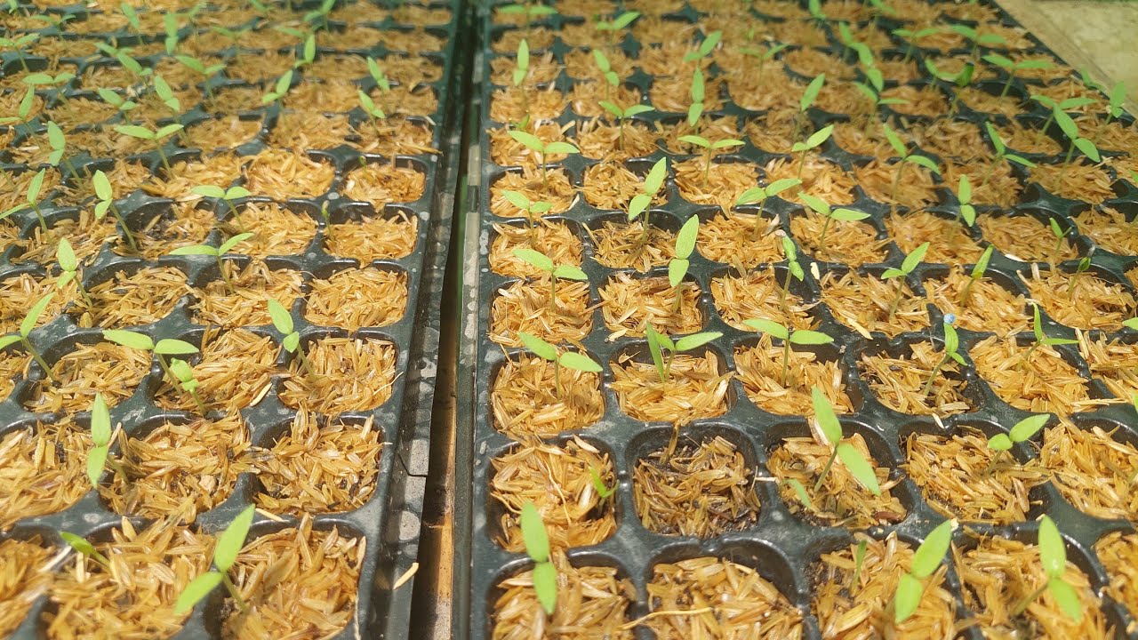 PAG-AALAGA NG SEEDLINGS: Epektibo ba ang Calcium Nitrate? (Talong ...