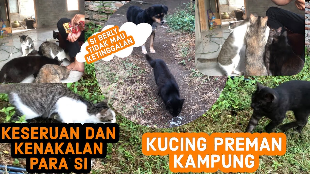 Keseruan dan Kenakalan Si Kucing Preman Kampung Peliharaan Ku - YouTube