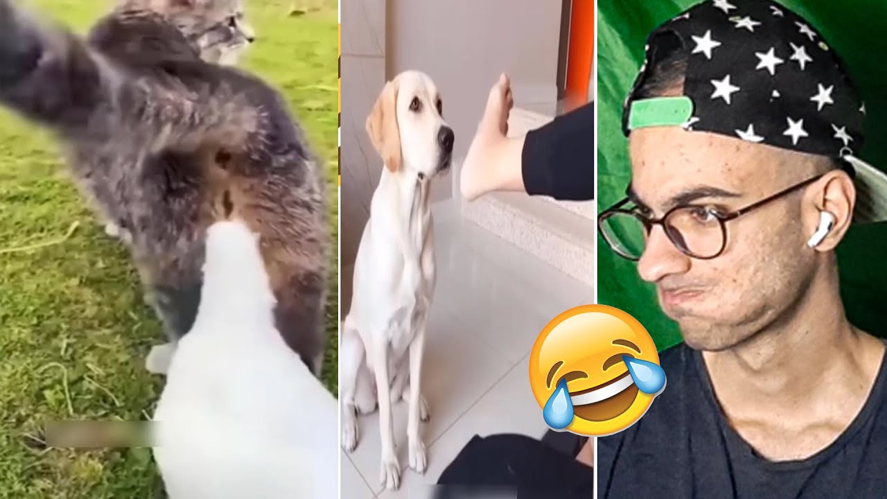 Laugh until crying with funniest animals 😂 Cutest cats and dogs 🤣 - YouTube