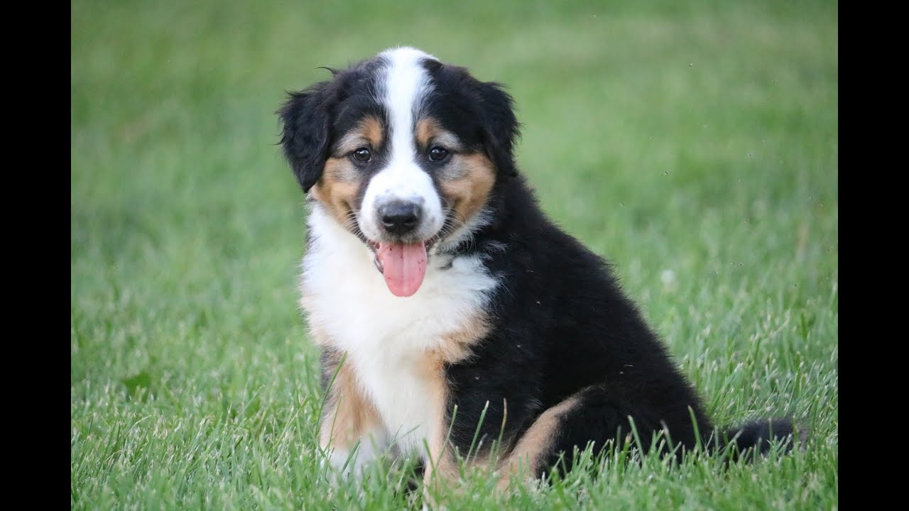 English Shepherd Archie 3 Months - YouTube
