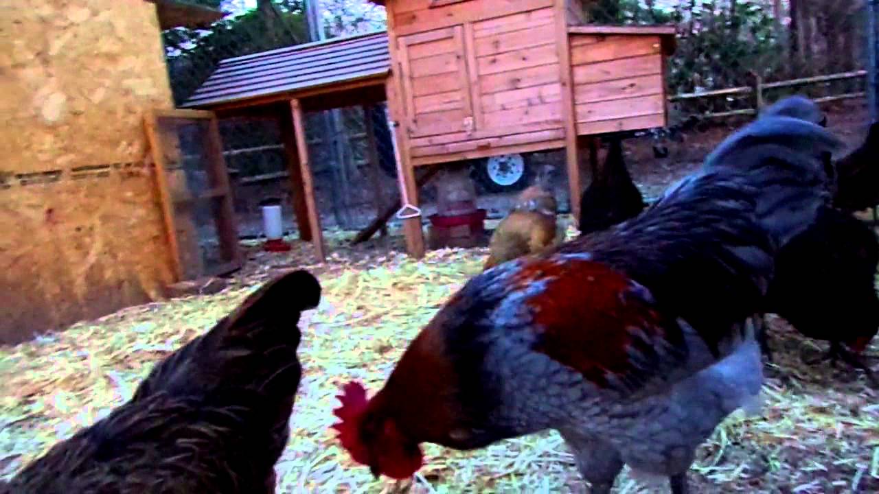 Blue Copper Maran Rooster Crowing 2 - YouTube