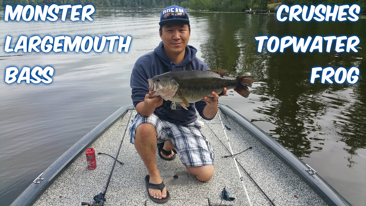 8.39 lb Washington State Largemouth on The Spro King Daddy (Frog ...