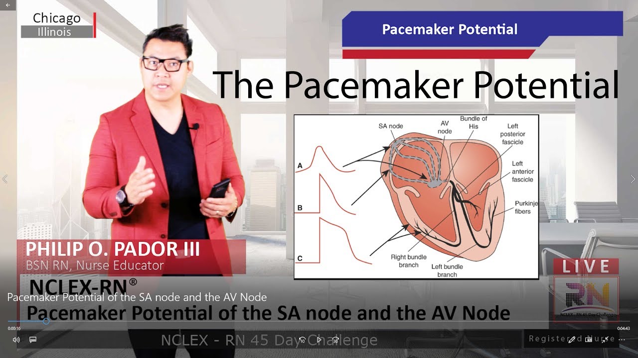 Pacemaker Potential of the SA node and the AV Node - YouTube