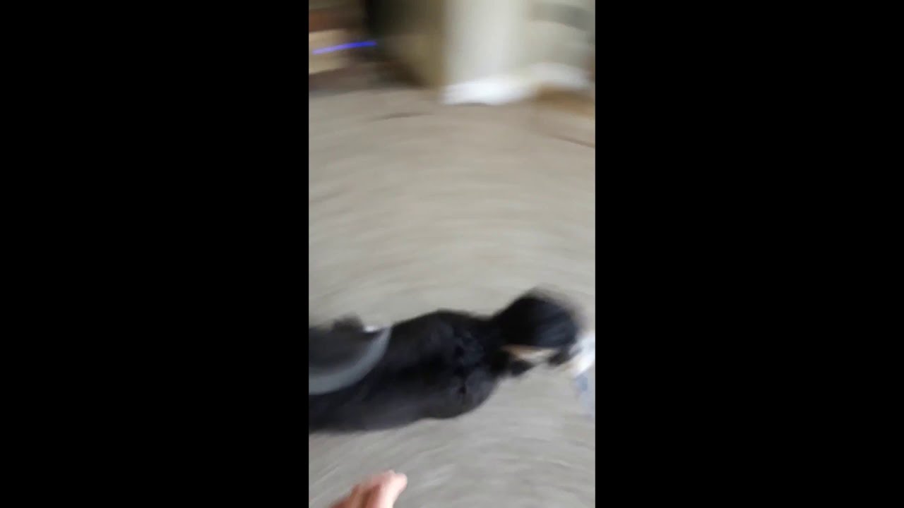 My Doggo will probably stabbo #shorts - YouTube