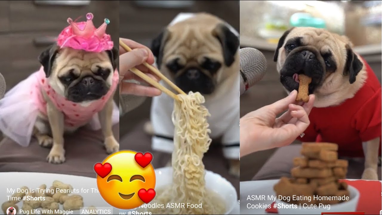 PUG Food Taste Test Reviews ASMR - Funny Dog Eating - YouTube