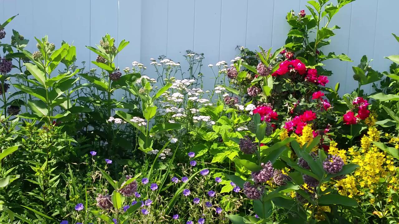 Milkweed Explosion! - YouTube
