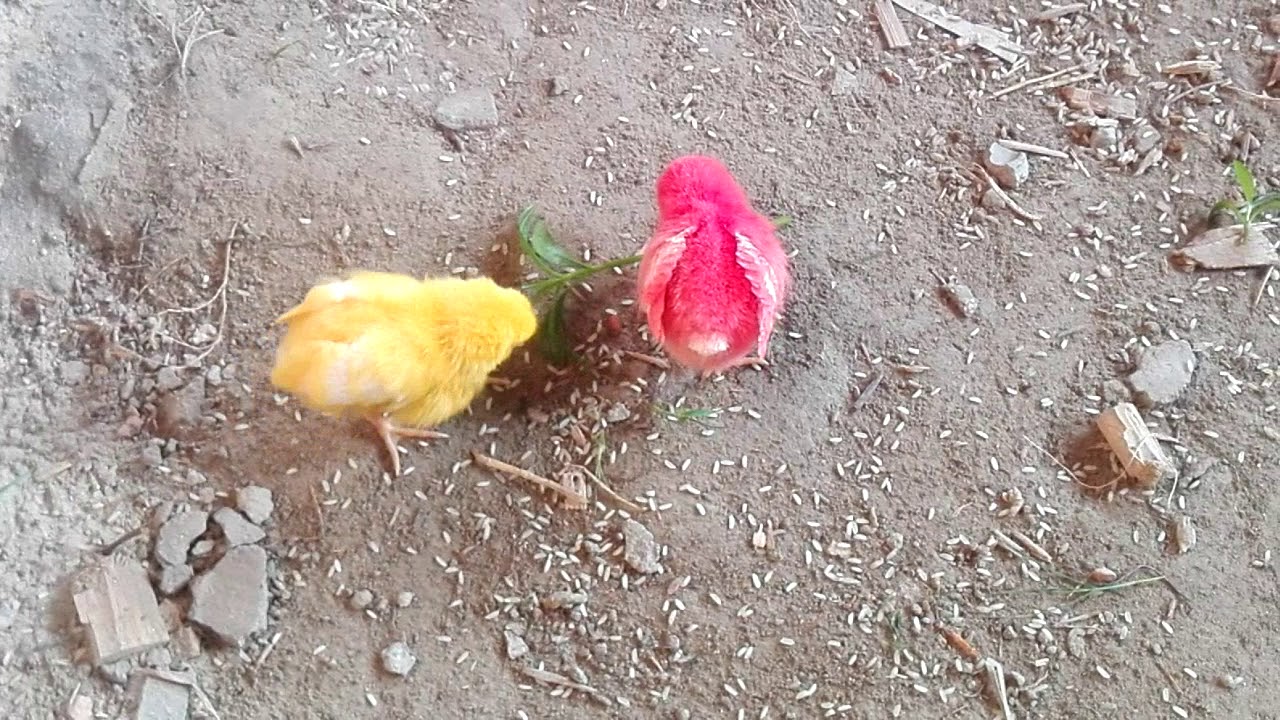 crazy chicks play | painted chicks video coloured chicks - YouTube