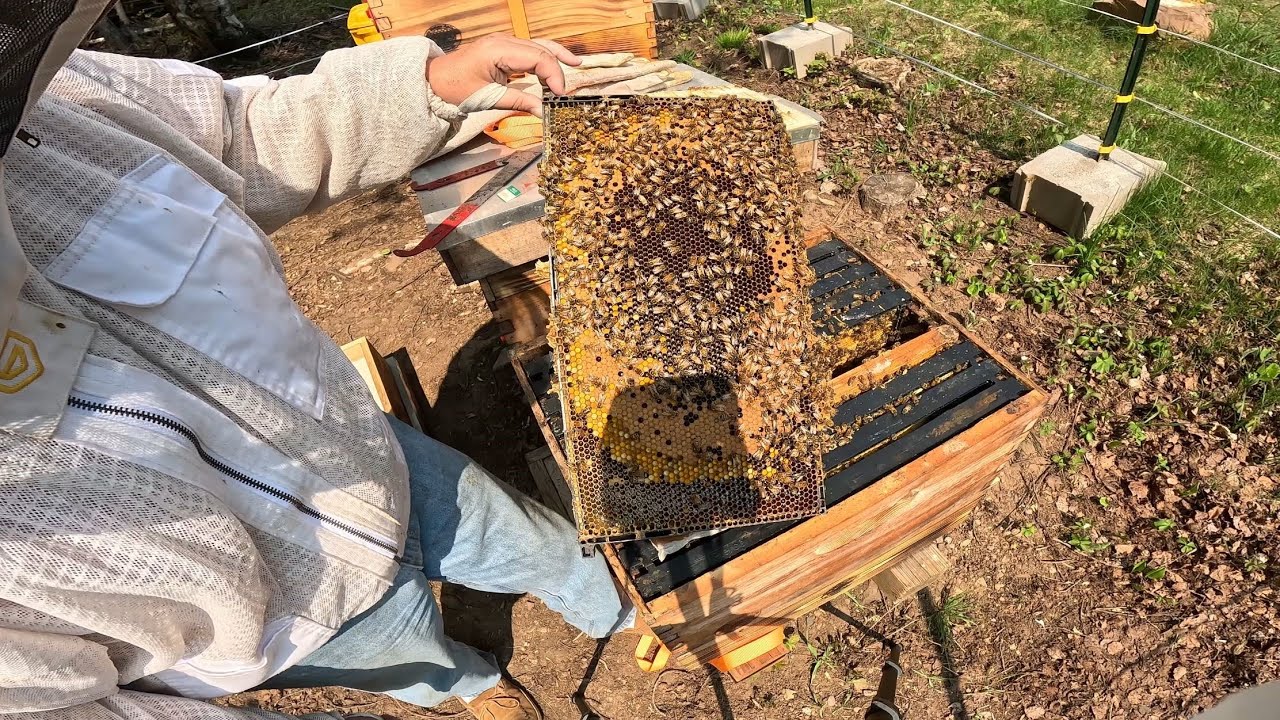 EP: 2316 - New Entrances & Pollen Galore... - YouTube