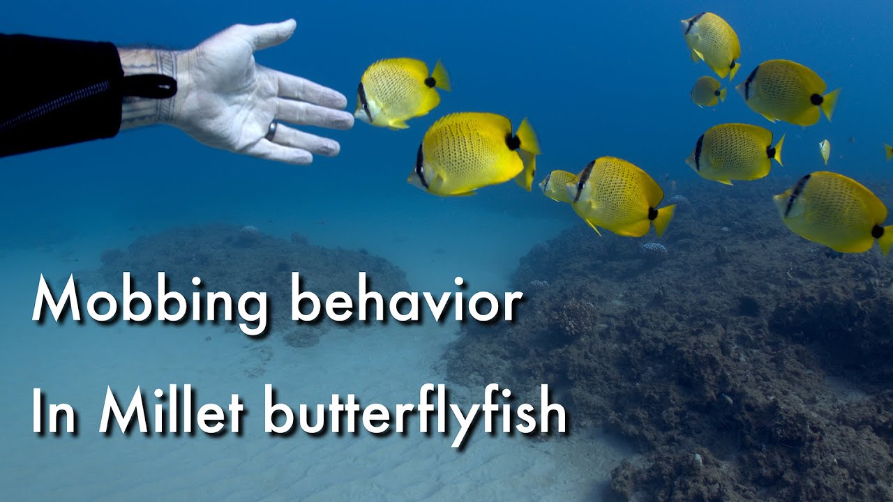 Trophic mobbing behavior in Millet butterflyfish, Chaetodon miliaris ...