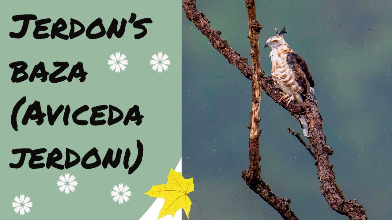Jerdon's Baza - YouTube