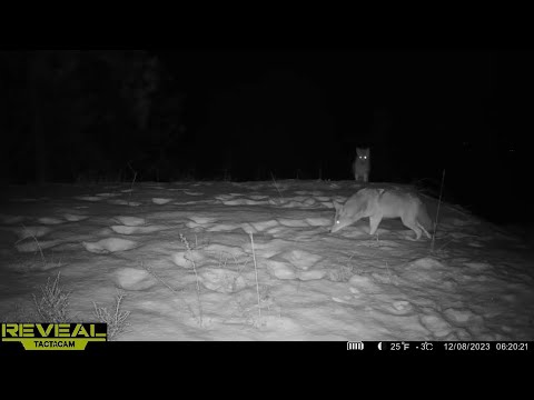 Coyotes At Night In The Snow | Cellular Trail Camera Video - YouTube