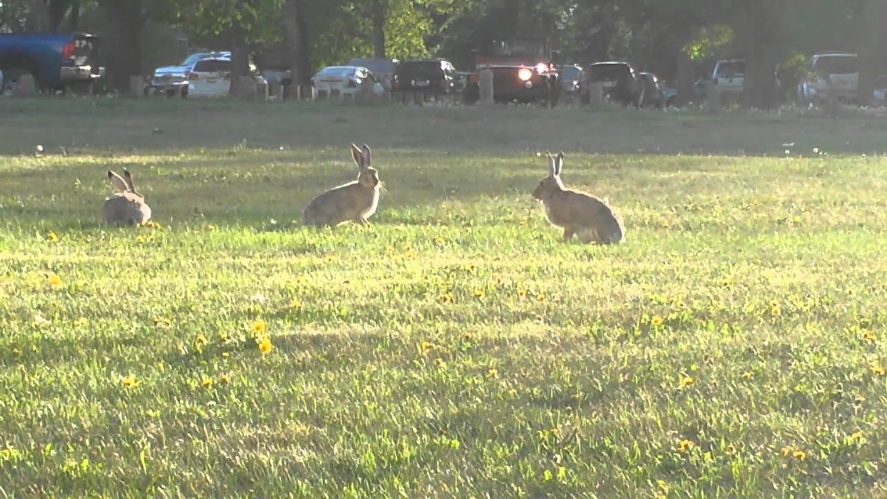 Jax rabbits fight an hole crew of them - YouTube