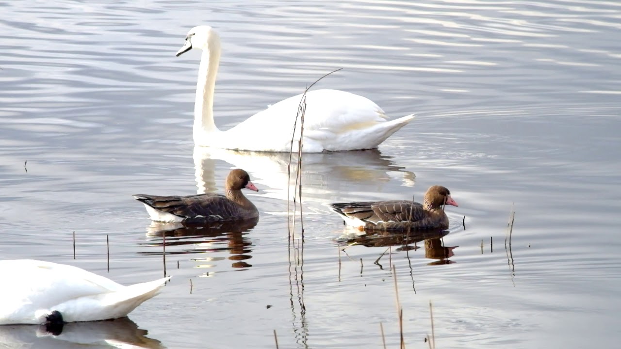 Baltpieres zoss (Anser Albifrons), Greater white-fronted goose - YouTube
