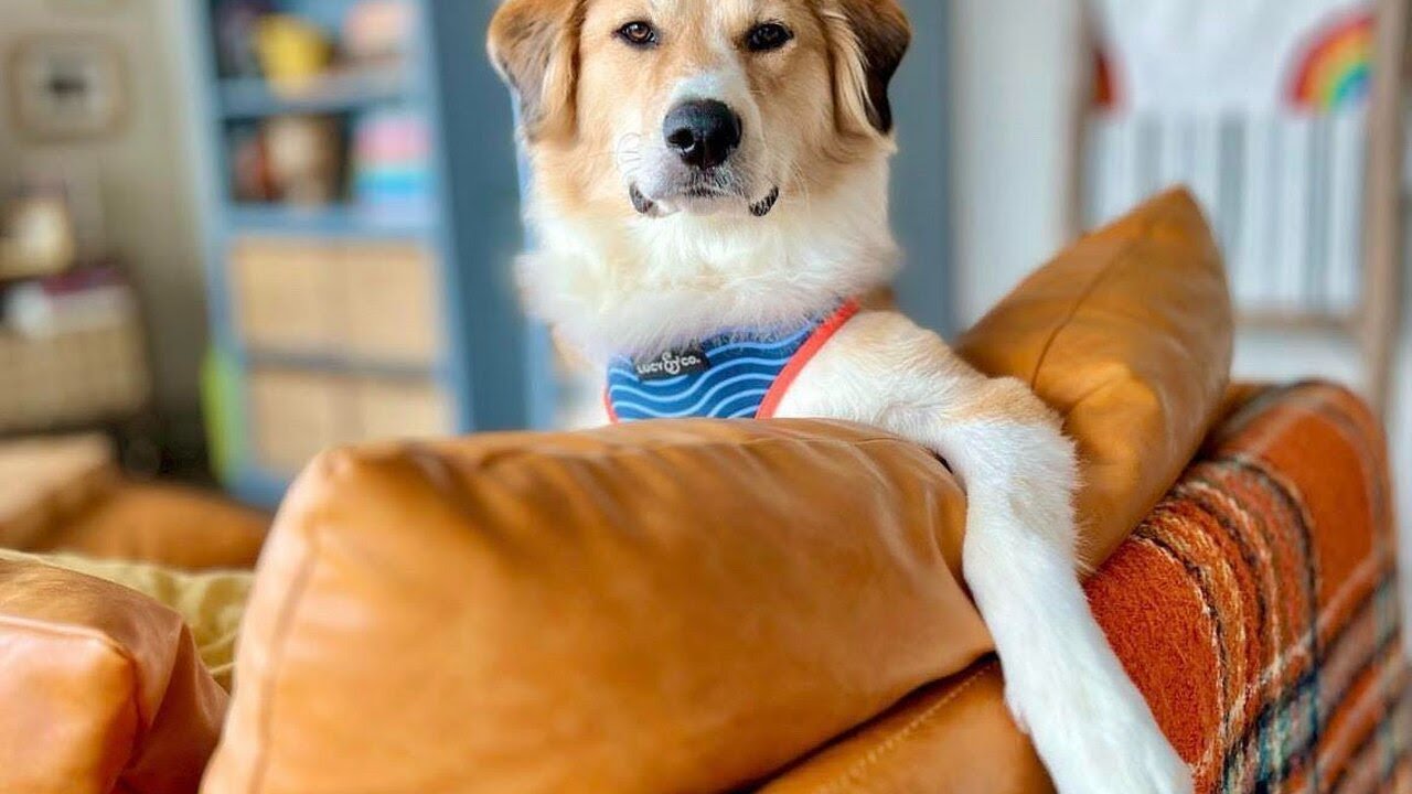 Animal casting call - YouTube