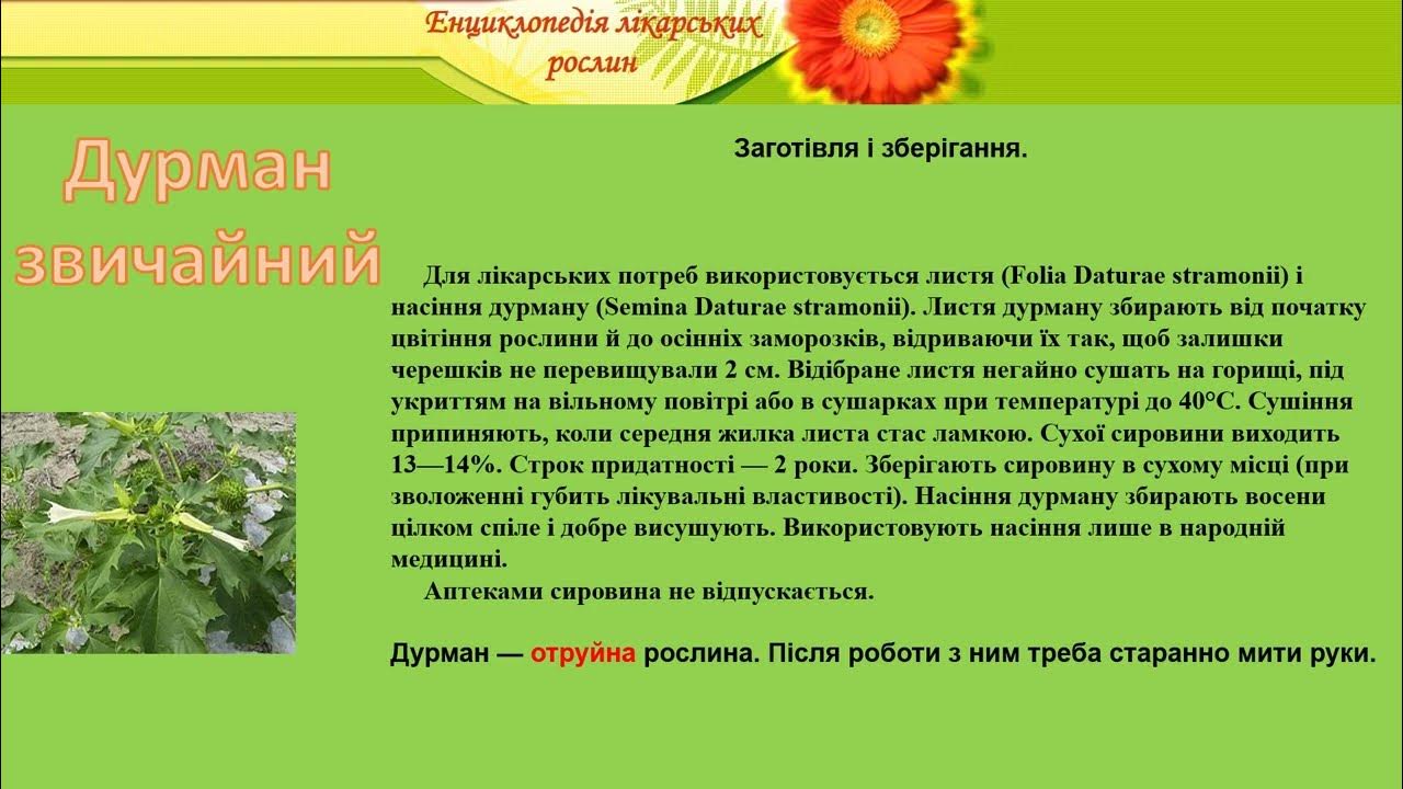 Дурман звичайний - YouTube
