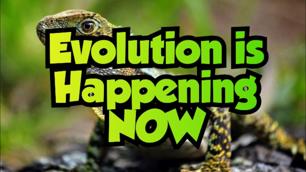 Real Animal Evolution Happening Right Now - YouTube