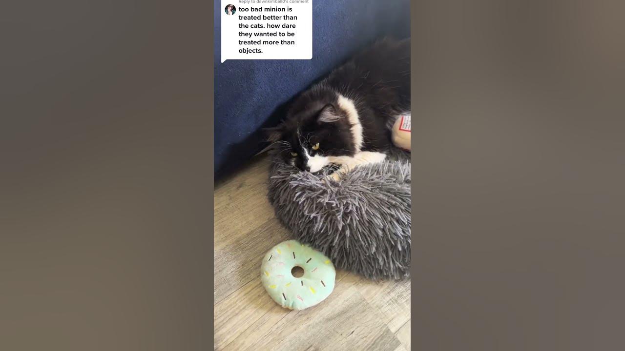 Cats Are Treated Like Objects Youtube