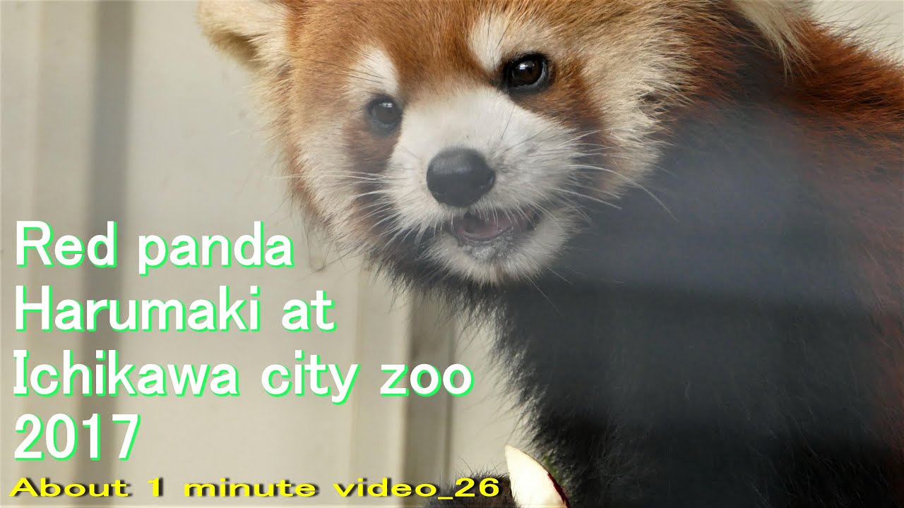 【Red panda レッサーパンダ】Harumaki at Ichikawa city zoo 2017 About 1 minute ...