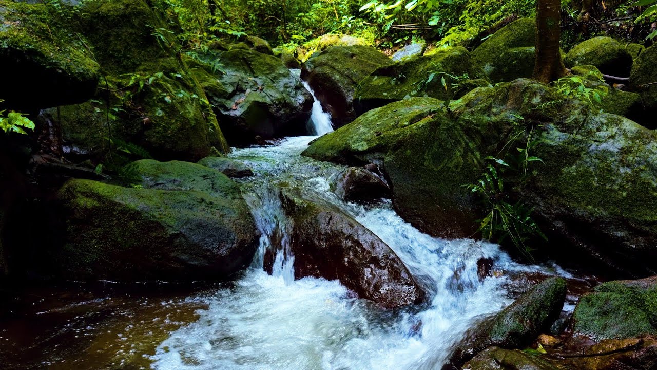 Relaxing Raging Mossy Forest Waterfall Sounds: Tranquil Forest Stream ...