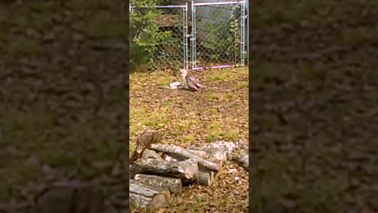Chicken Hawk attack and kill a cat - YouTube