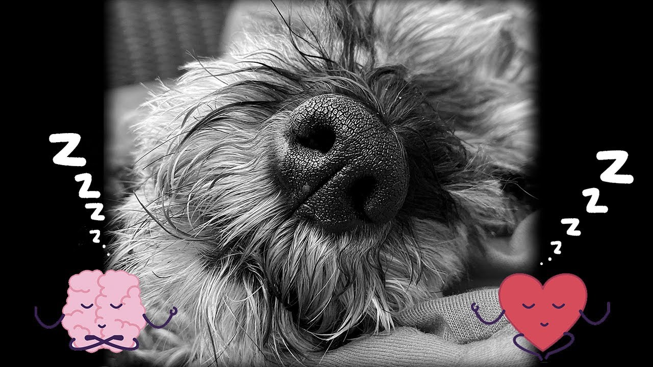 Guided Snore Meditation with Pluto - YouTube