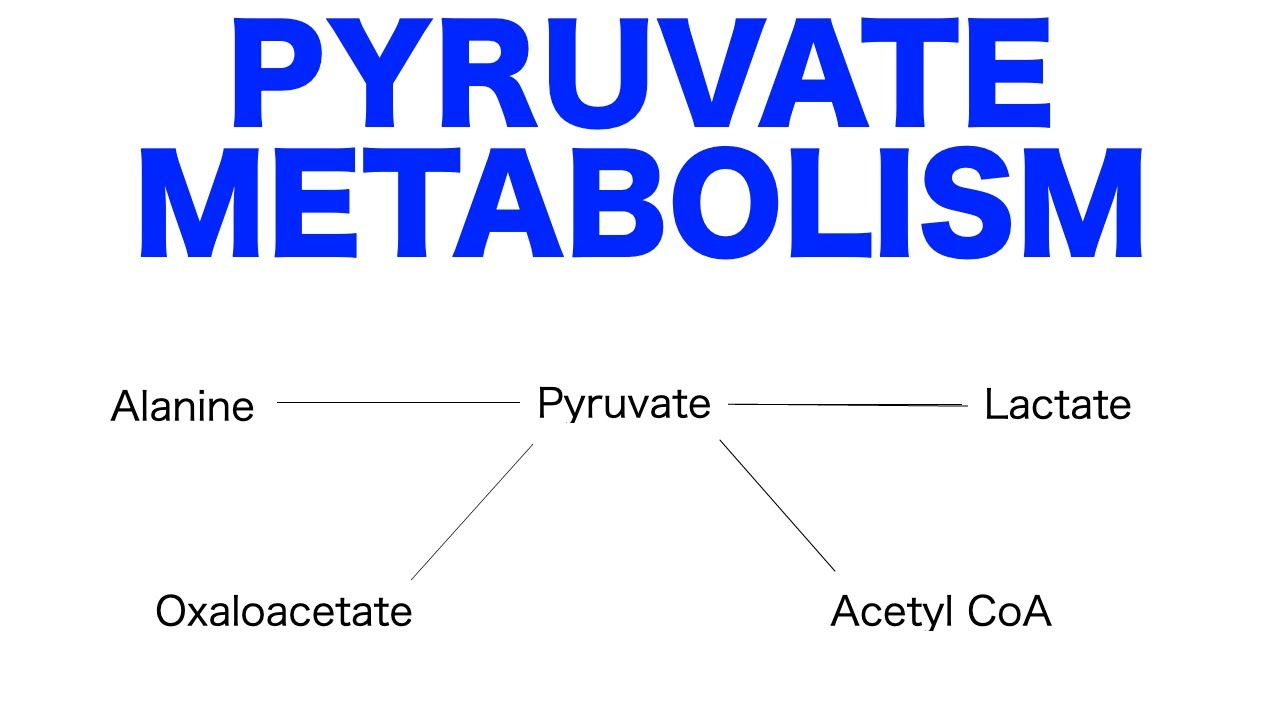 Pyruvate Pathways & Metabolism - YouTube