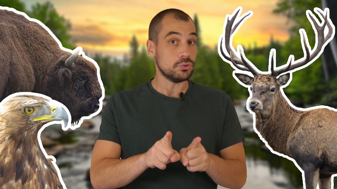 Il faut réensauvager l'Europe ! Wild Side #3 - YouTube