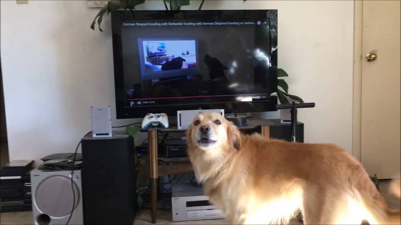 Golden Retriever howling with Rottweiler howling with German Shepherd ...