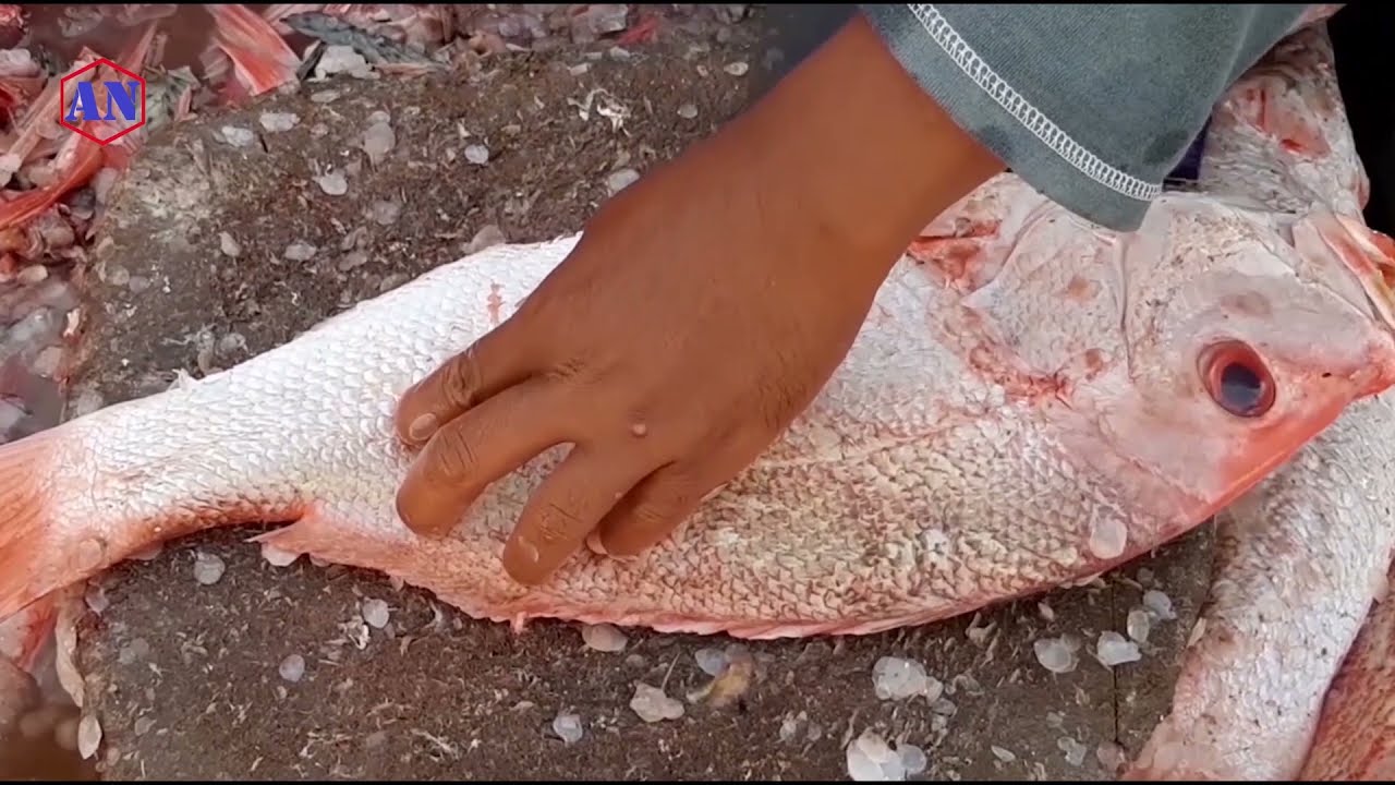 Keterampilan Potong ikan Kakap Merah dan Ikan Mubara - YouTube