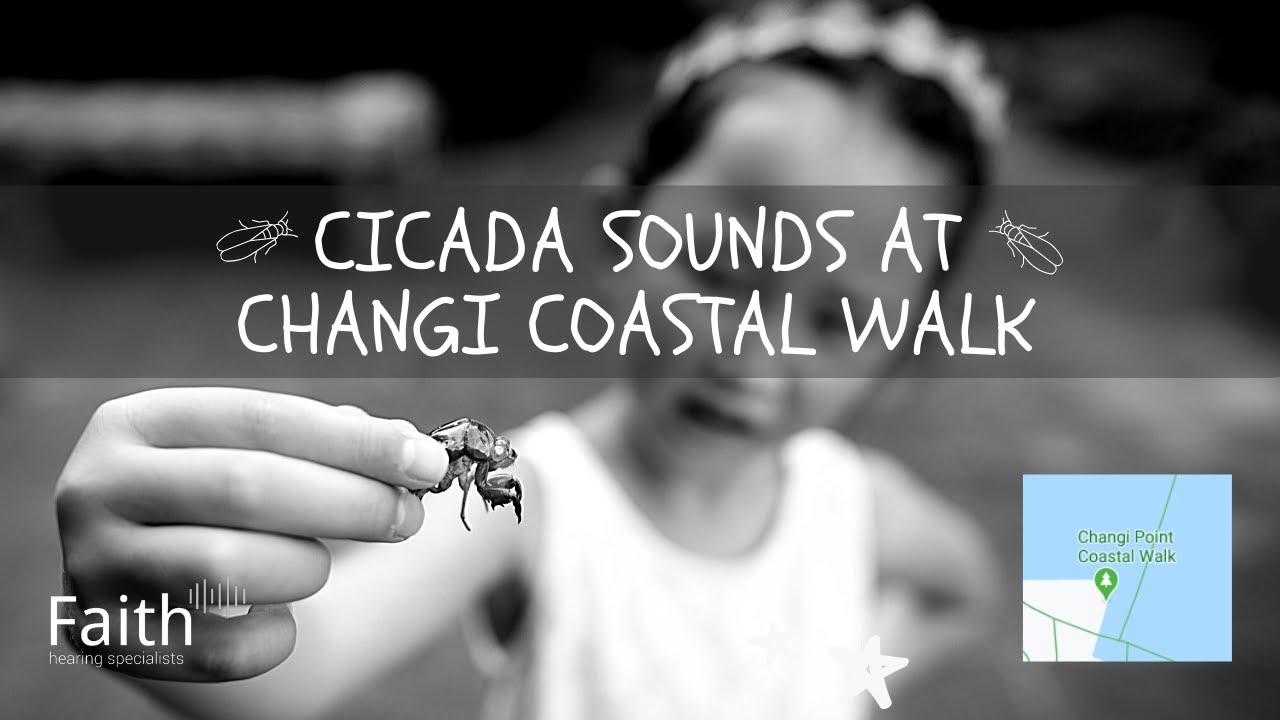 Cicada & Bird Call Sounds (30 minutes) for Tinnitus Masking Relief ...