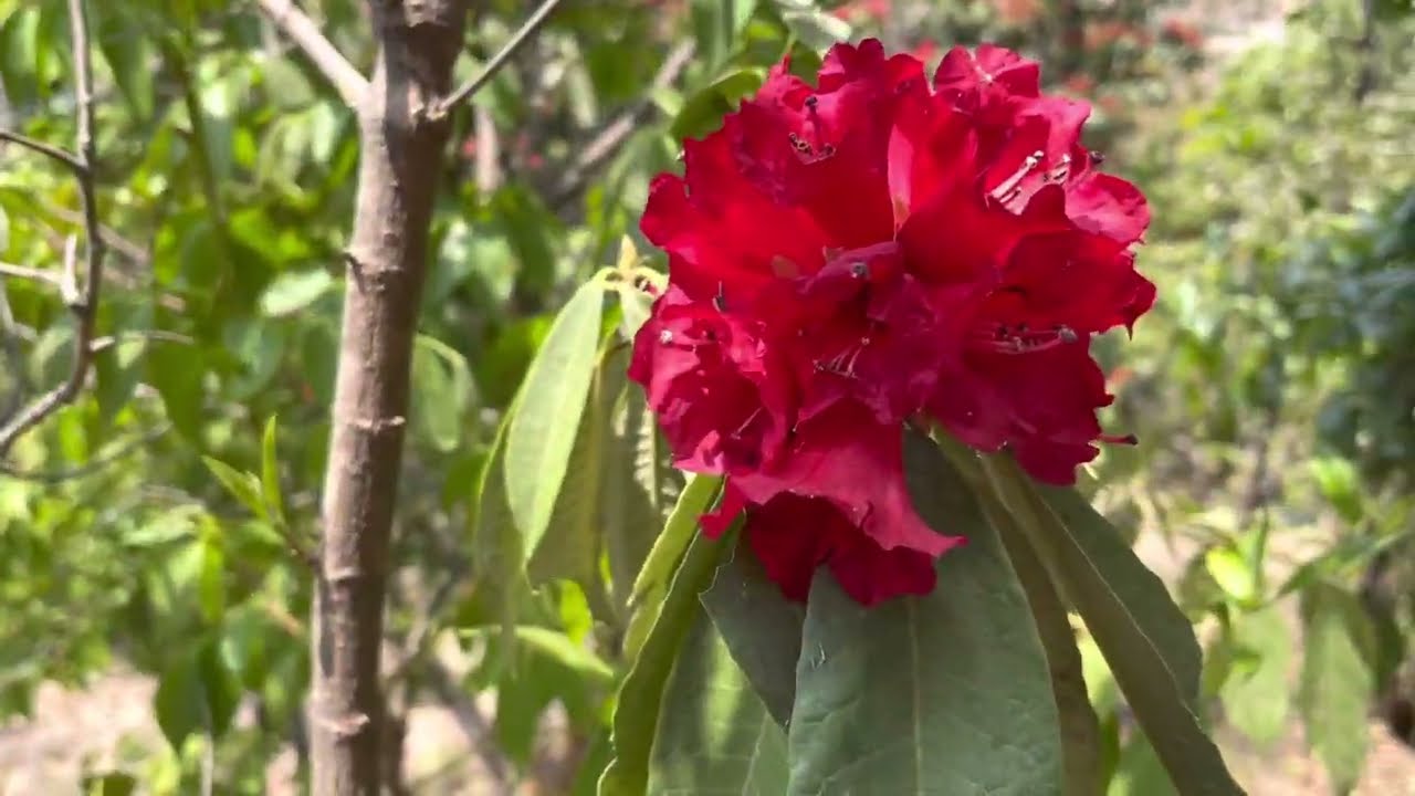 National Flower of Nepal, LALIGURANS (Red Rhododendron) and some ...