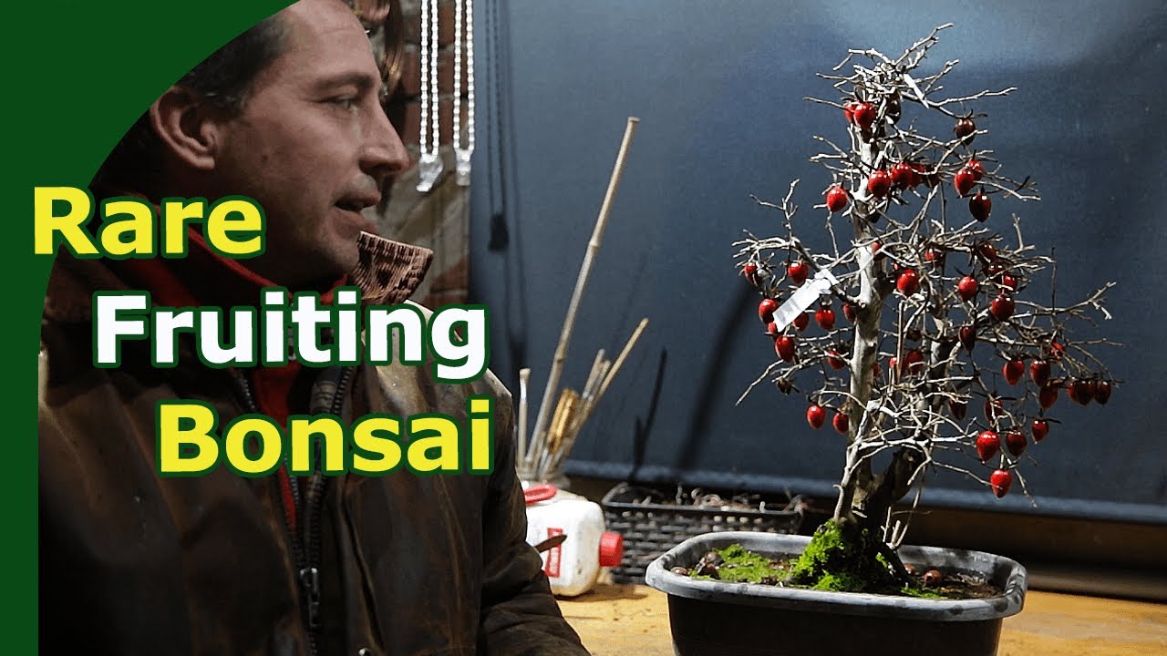 Unlocking a new rare species: Fruiting Persimmon Bonsai - YouTube