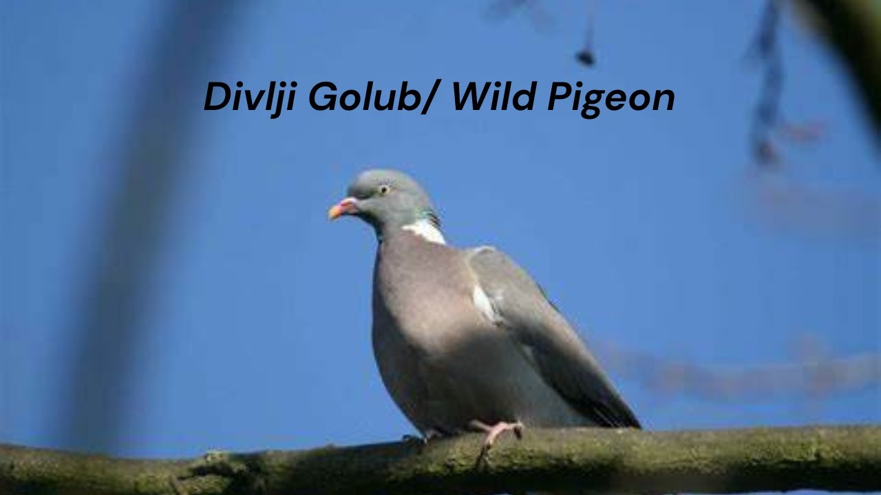 Divlji Golub/Wild Pigeon #newmusicupload2025 - YouTube
