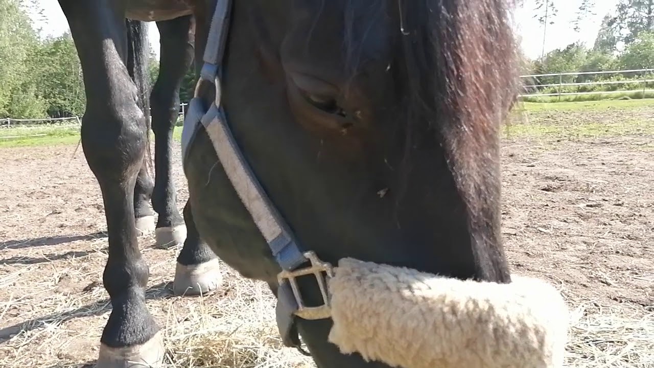 Sittin' in a haypile with muh boi. - YouTube