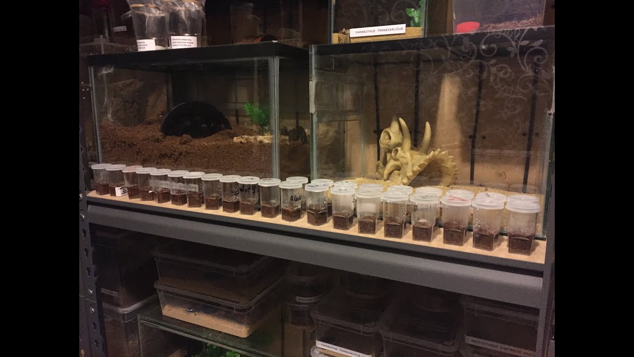 Separating My Miami Wolf Spider Slings ( Hogna Sp ) - YouTube