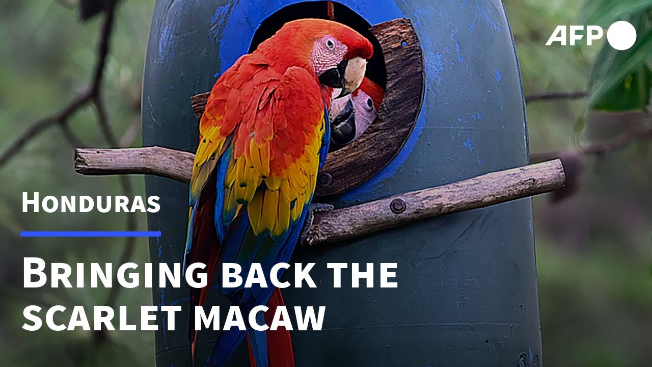 Cuban Red Macaw Extinct