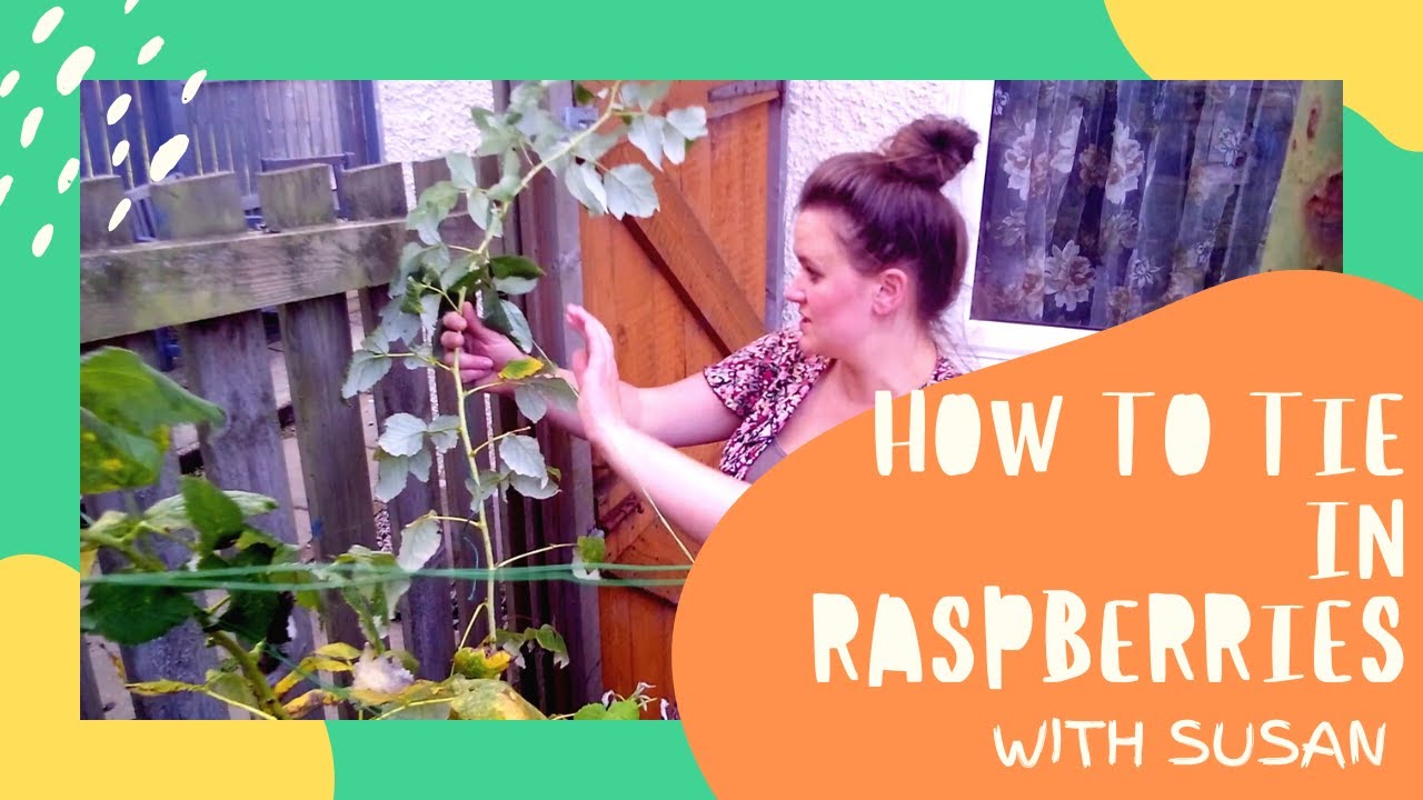 How To Tie-In Raspberries | Gardening with Propagate - YouTube