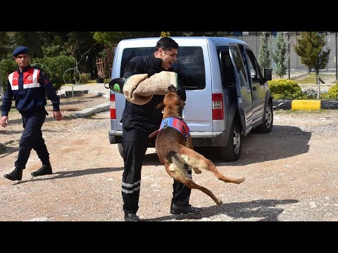 Jandarmanın köpekleri eğitimde